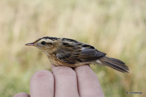 Putni pilsētā un izzūdošs putns / LR1 / / Latvijas Radio