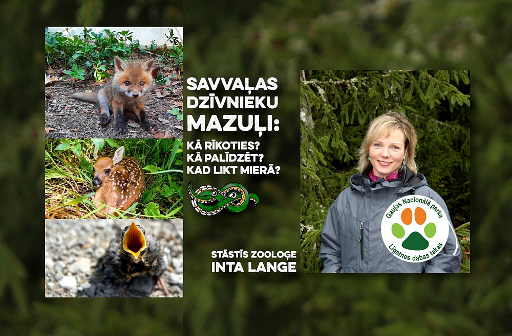 Savvaļas dzīvnieku mazuļi: palīdzēt vai likt mierā? Zooloģe Inta Lange ...