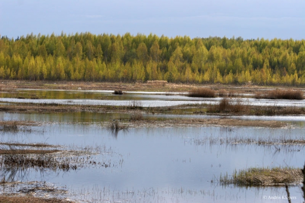 Sedas purvs / LR2 / / Latvijas Radio