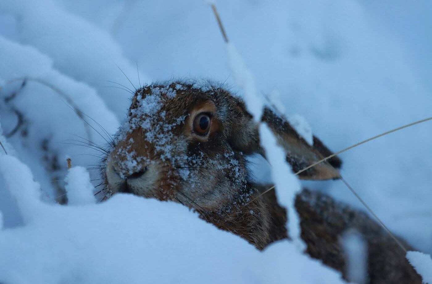 Daba Ziemassvētku laikā: kā savas dienas gaitas plāno zvēri, kuriem ...