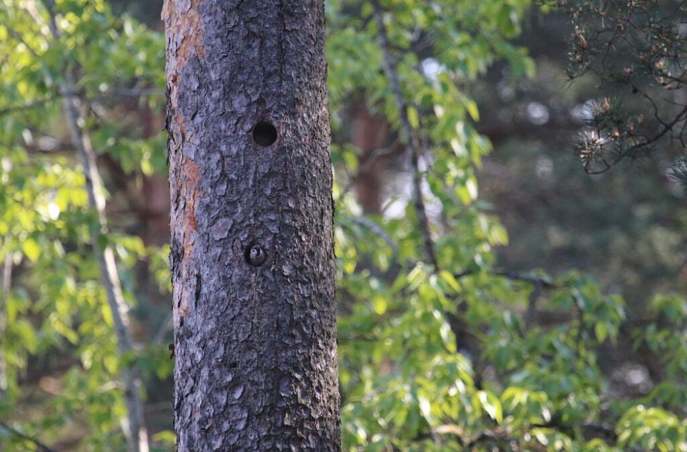 Dobumaini koki - daudzīvokļu nami dabā - Gada dzīvotne 2026 / LR1 ...