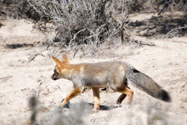 Lapsa – vilka kalpone / LR1 / / Latvijas Radio