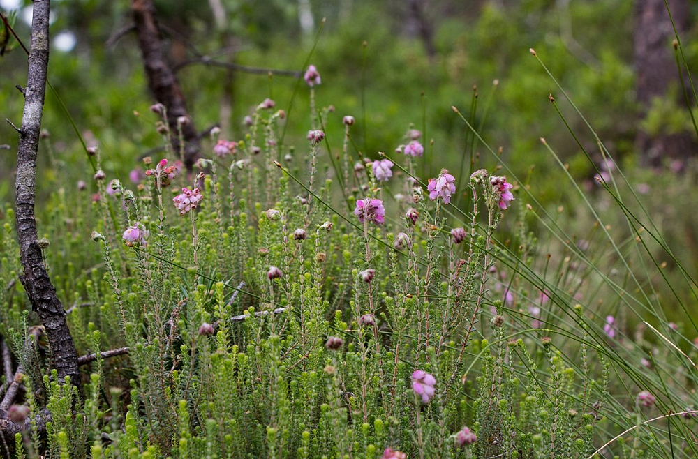 Grīņu dabas rezervātā mēģinās radīt piemērotus augšanas apstākļus ...