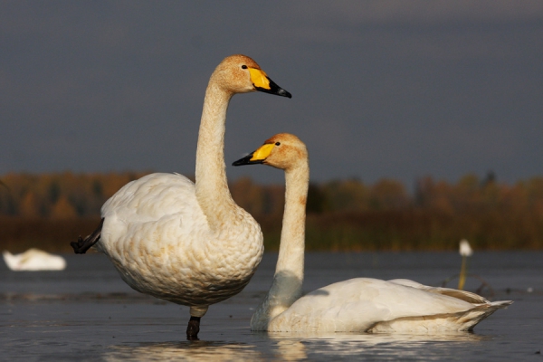Ziemeļu gulbju ligzdošanas sekmes Latvijā šogad bijušas zemākas / LR1 ...