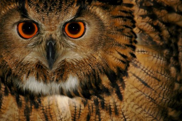 Putni nometnieki un pūču pētniecība Latvijā / LR1 / / Latvijas Radio