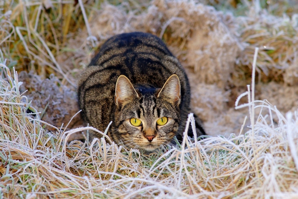 Viltīgais runcis / LR1 / / Latvijas Radio